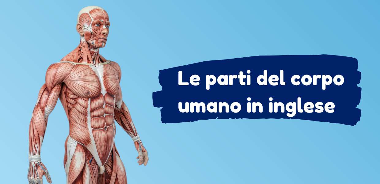 HS School - Le parti del corpo umano in inglese: guida completa per ...